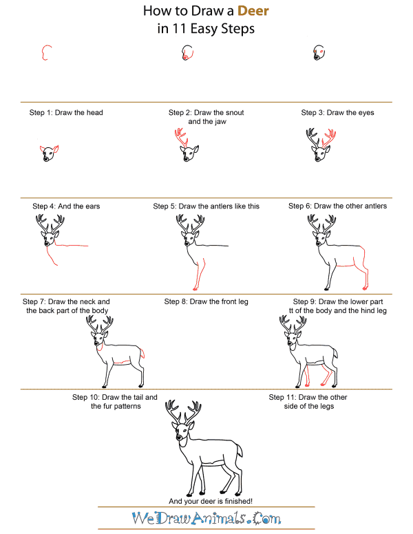 How To Draw A Deer