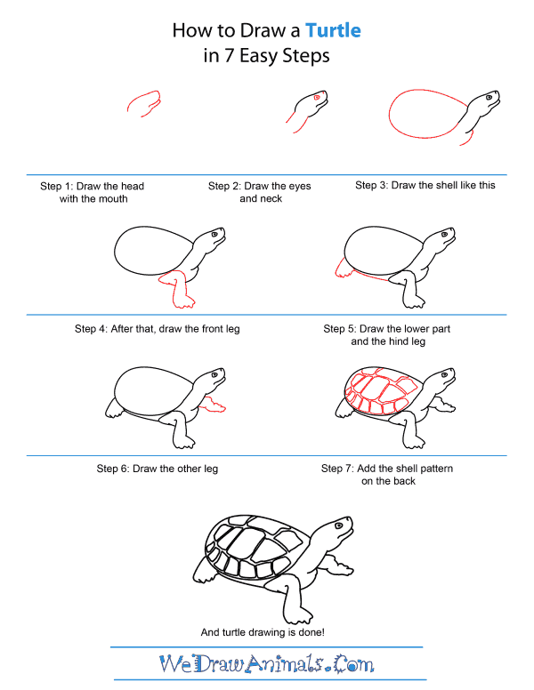 How To Draw A Turtle