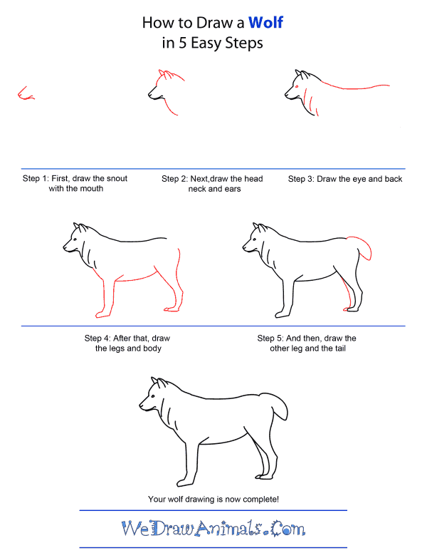 How To Draw A Wolf