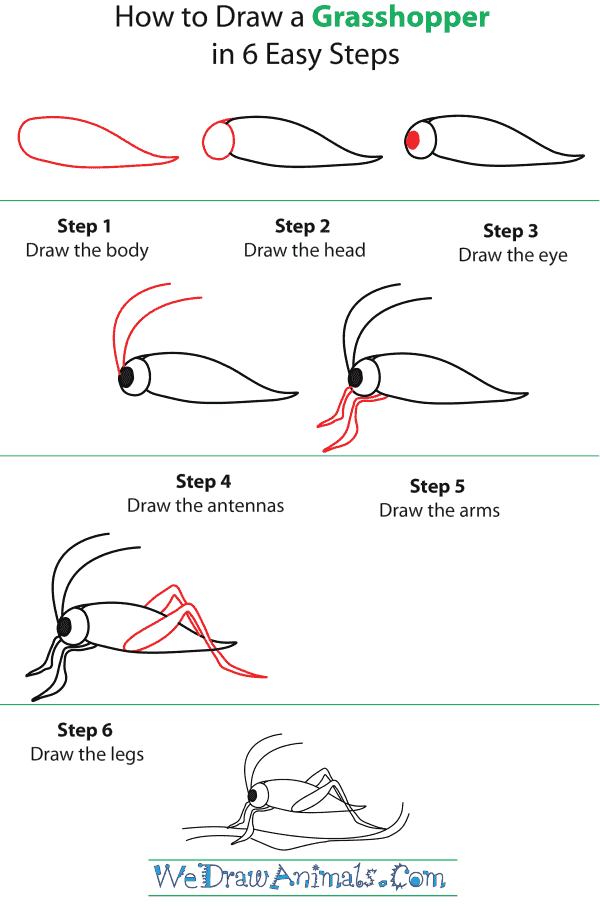 How To Draw A Grasshopper