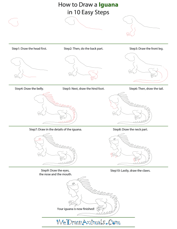 How To Draw An Iguana