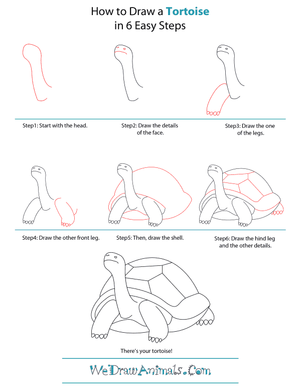 How To Draw A Tortoise
