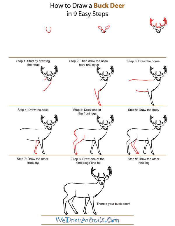 How To Draw A Buck Deer
