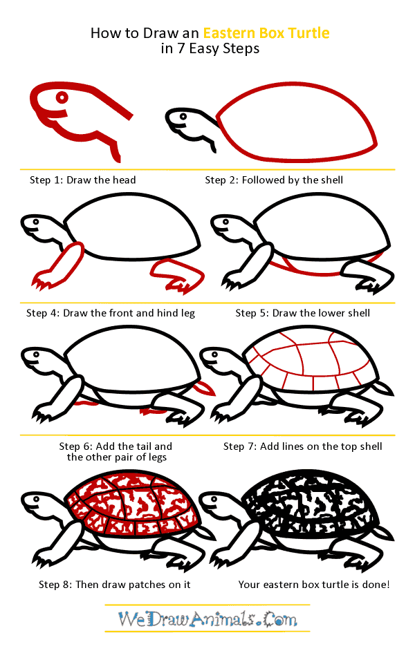 How To Draw An Eastern Box Turtle