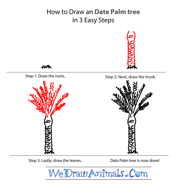 How To Draw A Date Palm Tree