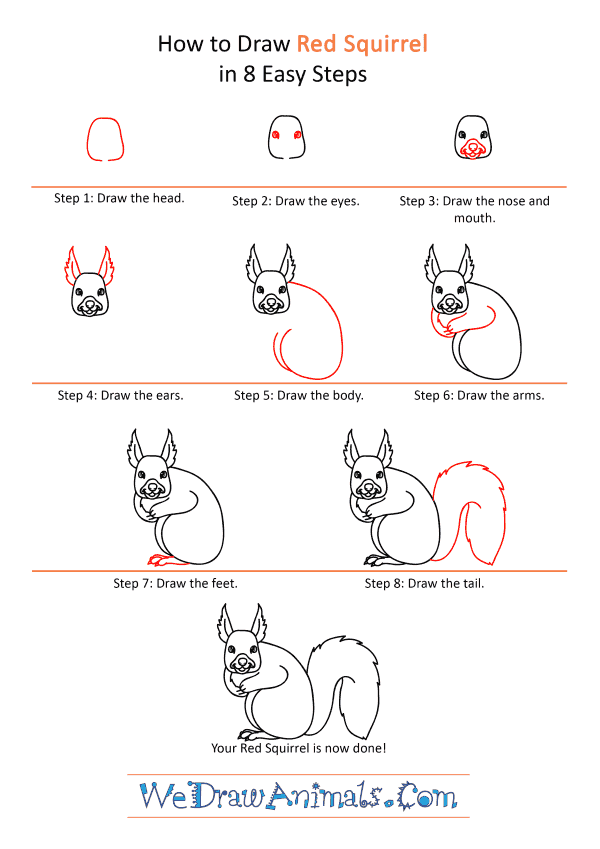 How To Draw A Cartoon Red Squirrel