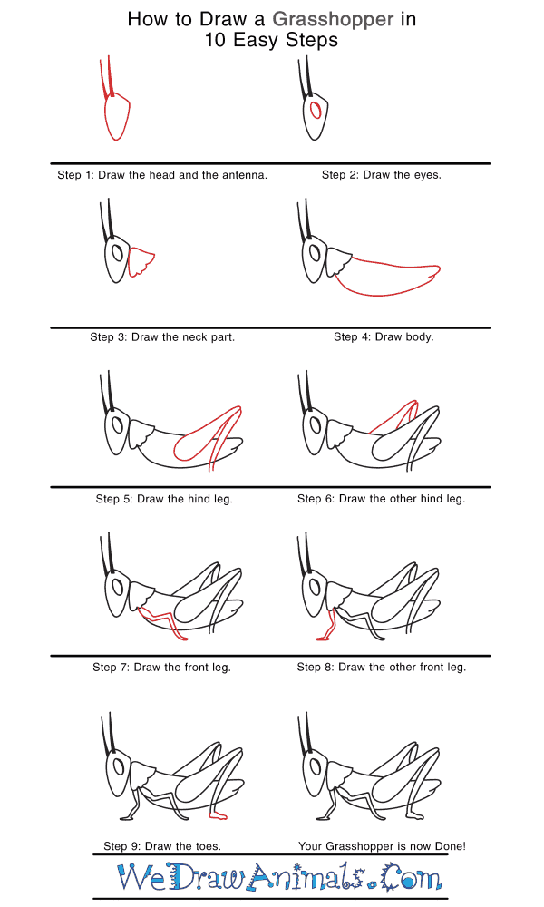 How To Draw A Realistic Grasshopper