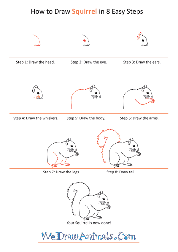 How To Draw A Realistic Squirrel