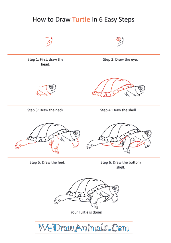 How To Draw A Realistic Turtle
