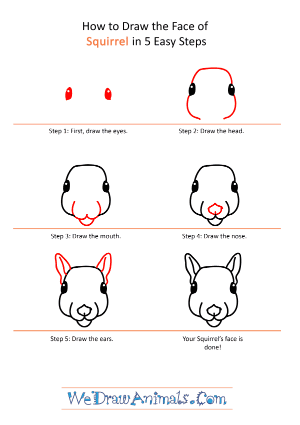 How To Draw A Squirrel Face