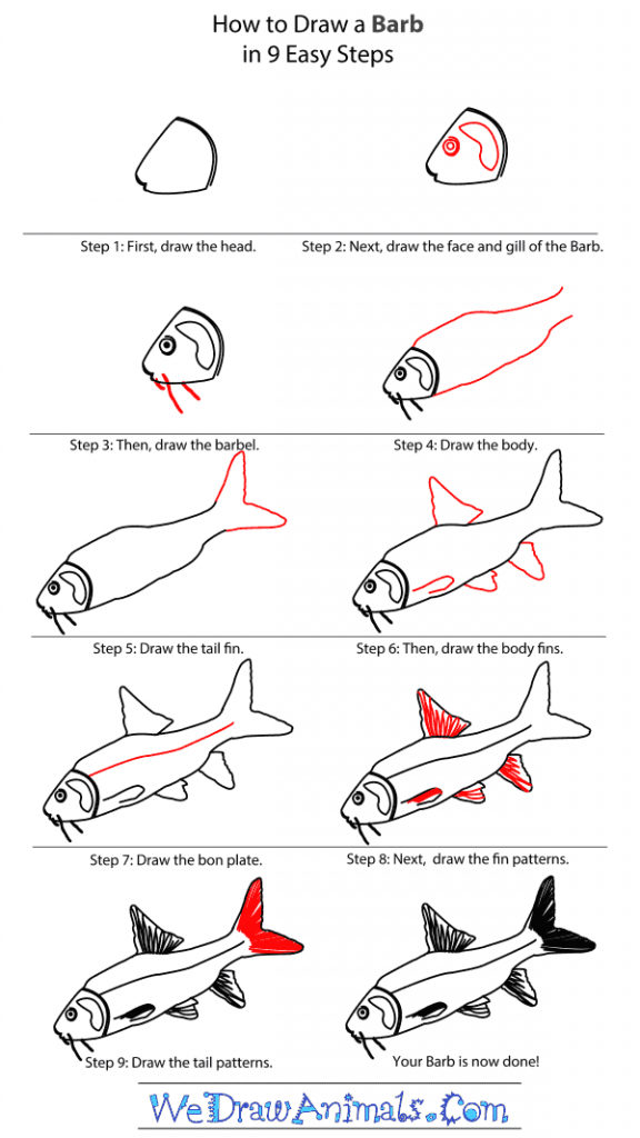 How to Draw a Barb