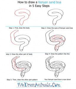 How to Draw a Kenyan Sand Boa