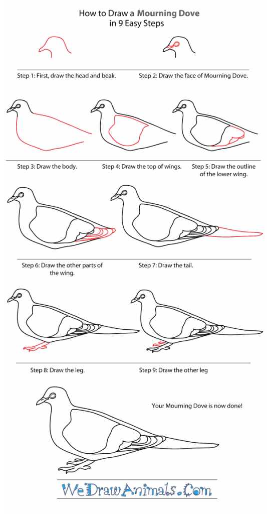 How To Draw A Mourning Dove how-to-draw-a-mourning-dove