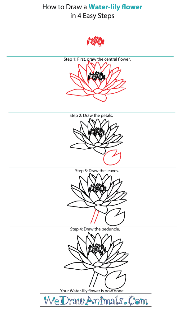 Lily Flower Drawing Easy Step By Step Seijimonogatari